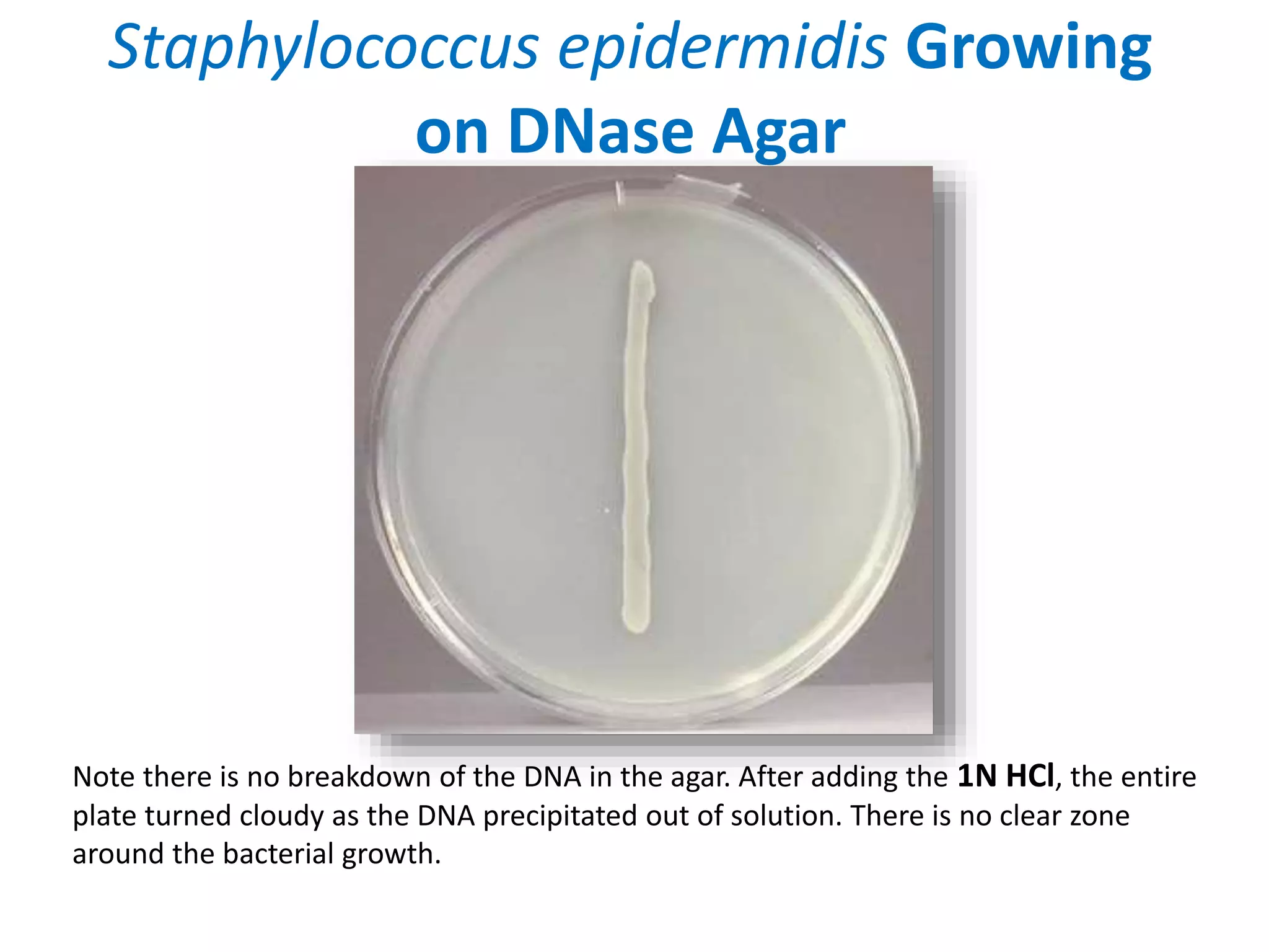 Lab. 2 Staphylococcus.ppt