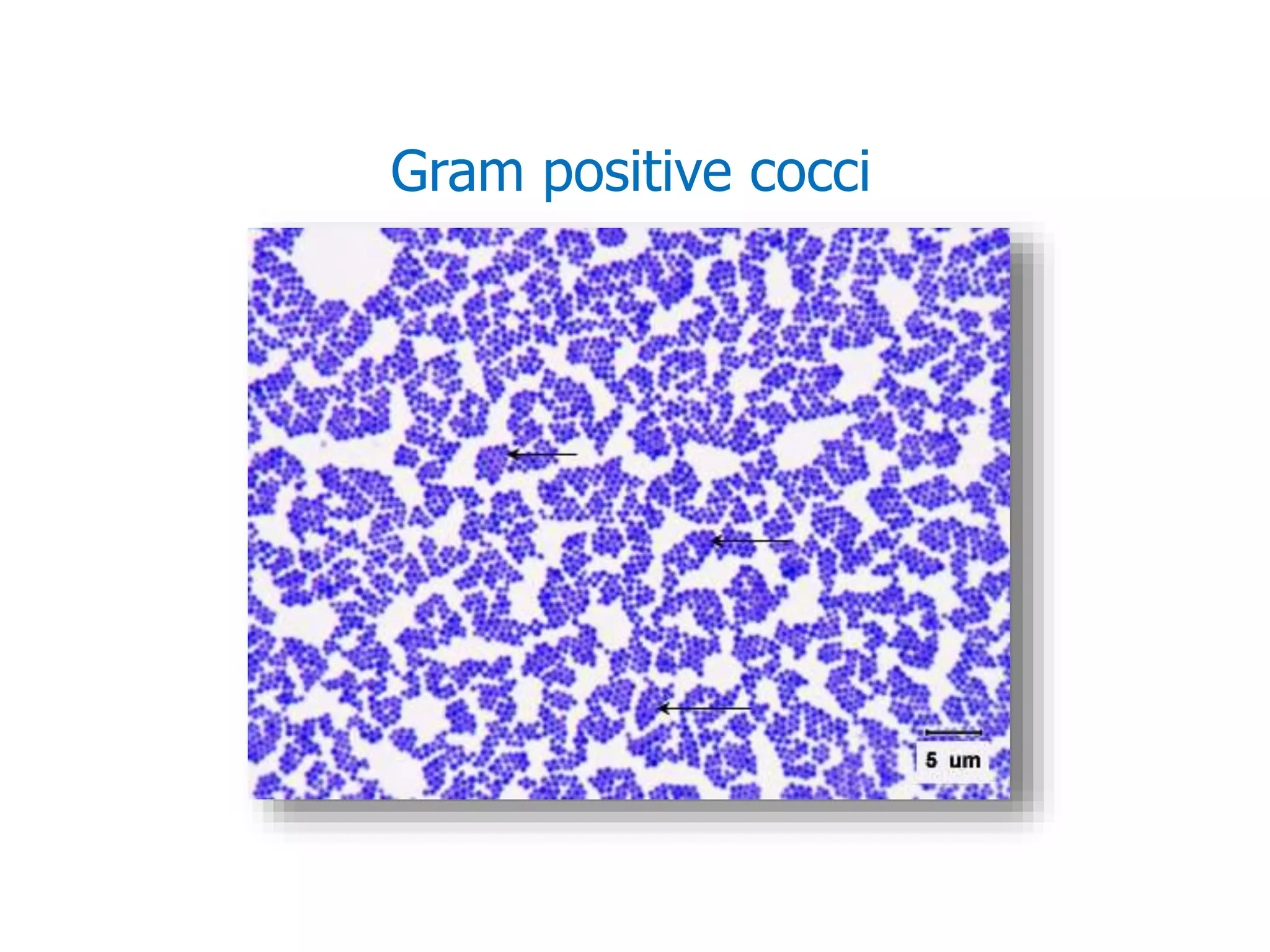 Lab. 2 Staphylococcus.ppt