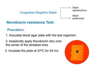 Lab. 2 Staphylococcus.ppt