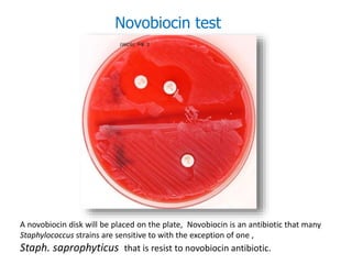 Lab. 2 Staphylococcus.ppt