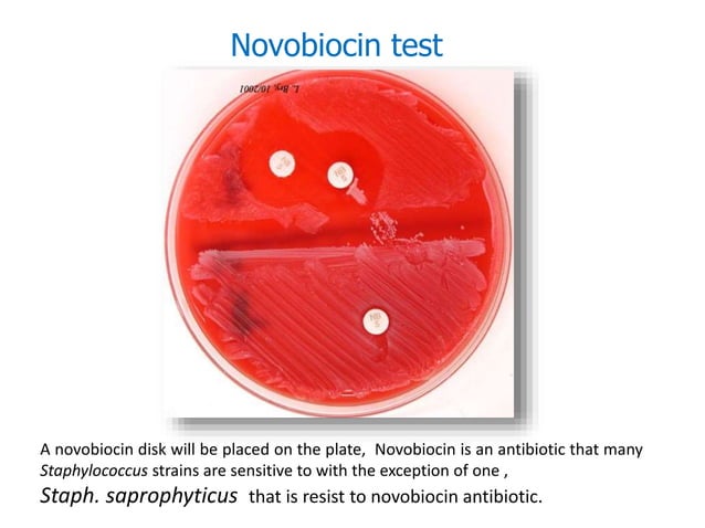 Lab. 2 Staphylococcus.ppt