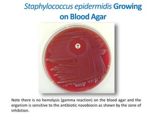 Lab. 2 Staphylococcus.ppt