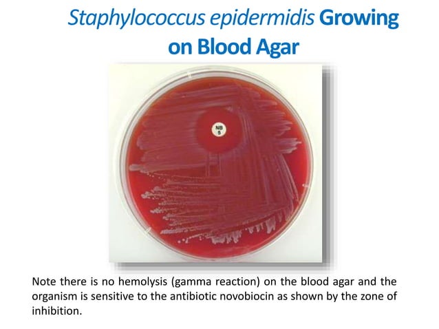 Lab. 2 Staphylococcus.ppt