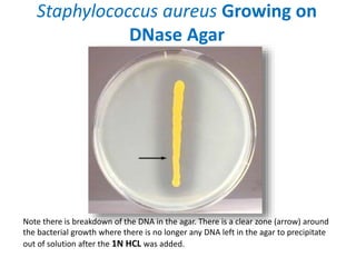 Lab. 2 Staphylococcus.ppt