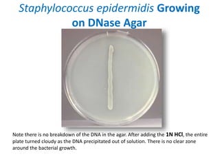 Lab. 2 Staphylococcus.ppt
