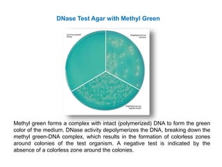Lab. 2 Staphylococcus.ppt