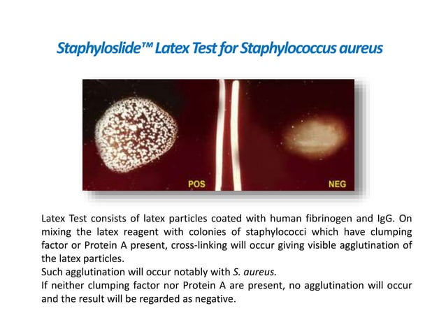 Lab. 2 Staphylococcus.ppt