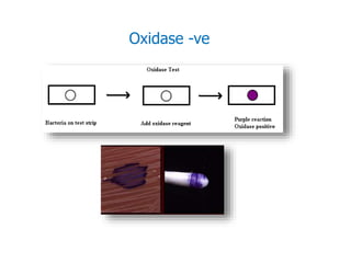 Lab. 2 Staphylococcus.ppt