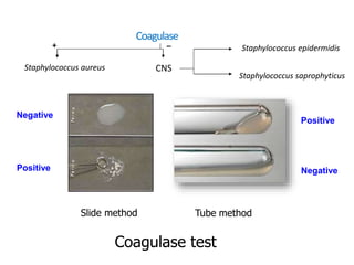 Lab. 2 Staphylococcus.ppt