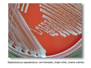 Lab. 2 Staphylococcus.ppt