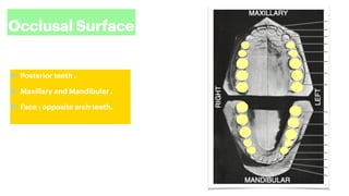 Lab.1.B.pdf | Dental Health | Diseases and Conditions