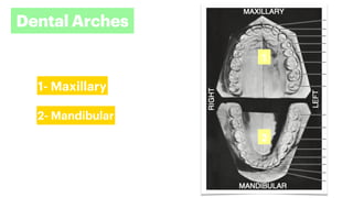 Lab.1.B.pdf | Dental Health | Diseases and Conditions