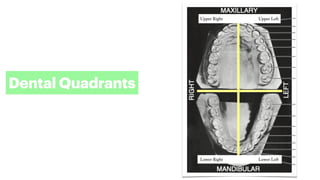 Lab.1.B.pdf | Dental Health | Diseases and Conditions