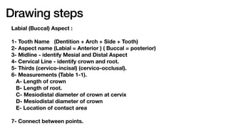 Lab.2. C. General Steps 🏻&🦷.pdf