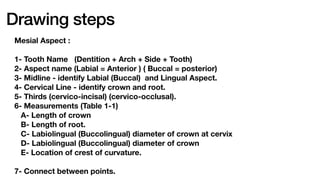 Lab.2. C. General Steps 🏻&🦷.pdf