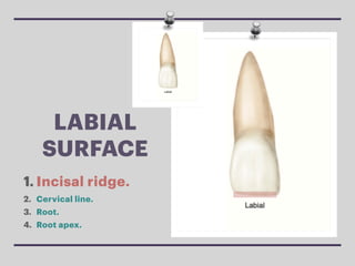 Lab.3. Pre Demo U1.pdf