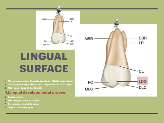 Lab.6. Pre Demo U6.pdf