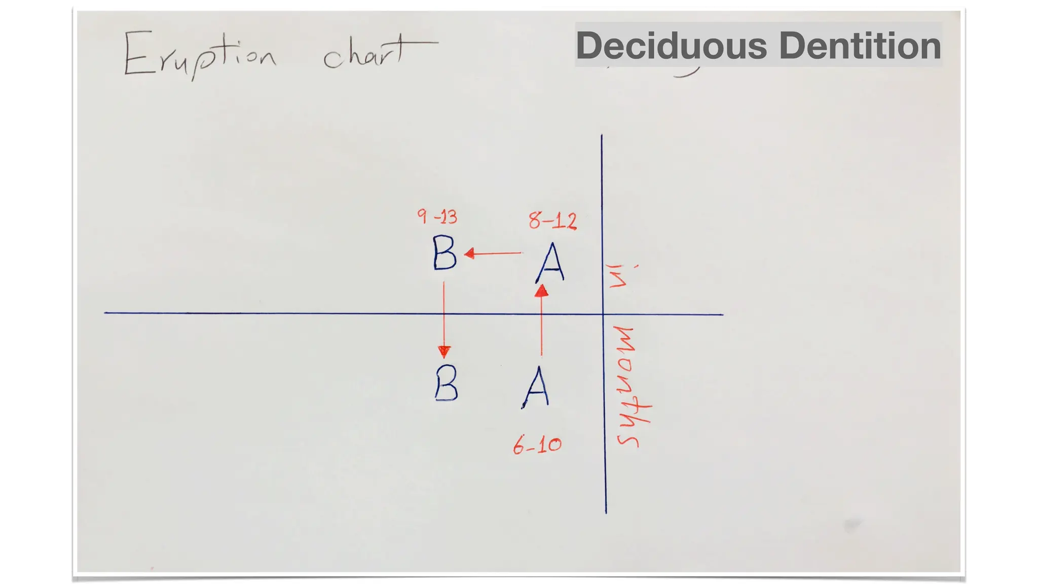 Lab.8. A. Eruption Chart Deciduous.pdf | Free Download