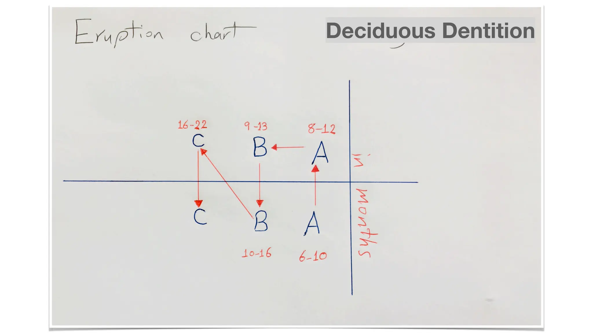 Lab.8. A. Eruption Chart Deciduous.pdf