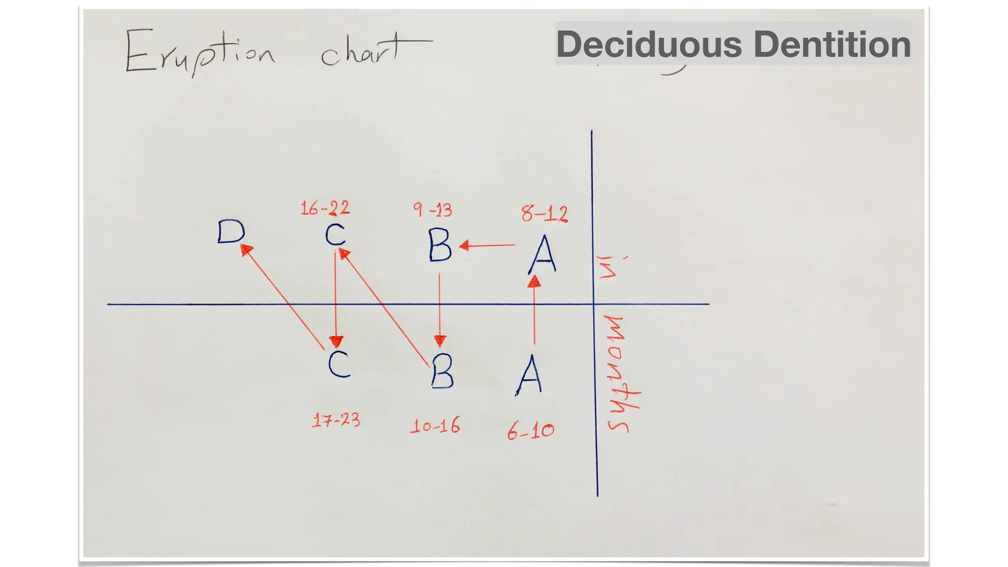Lab.8. A. Eruption Chart Deciduous.pdf