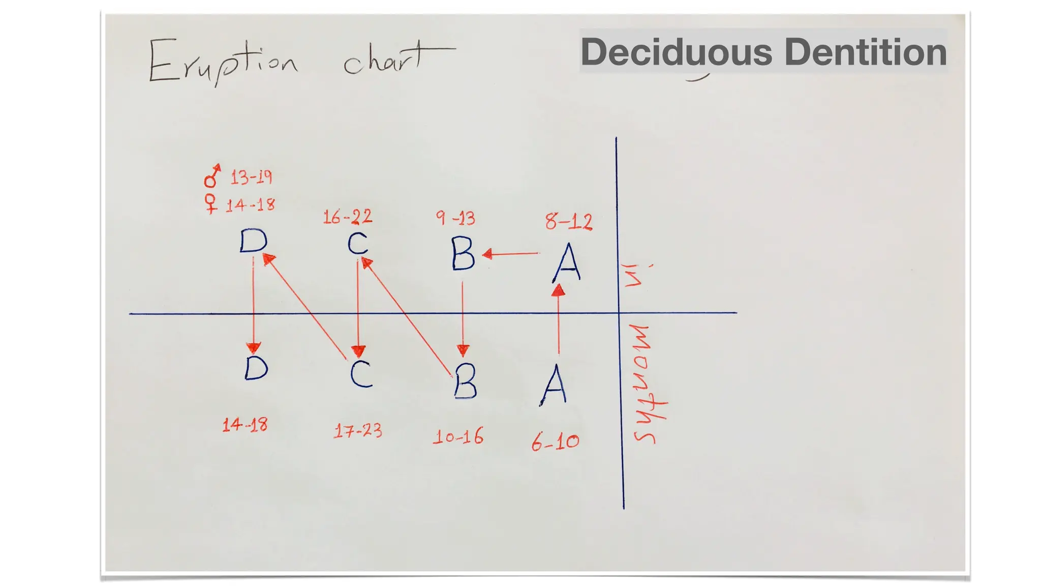 Lab.8. A. Eruption Chart Deciduous.pdf