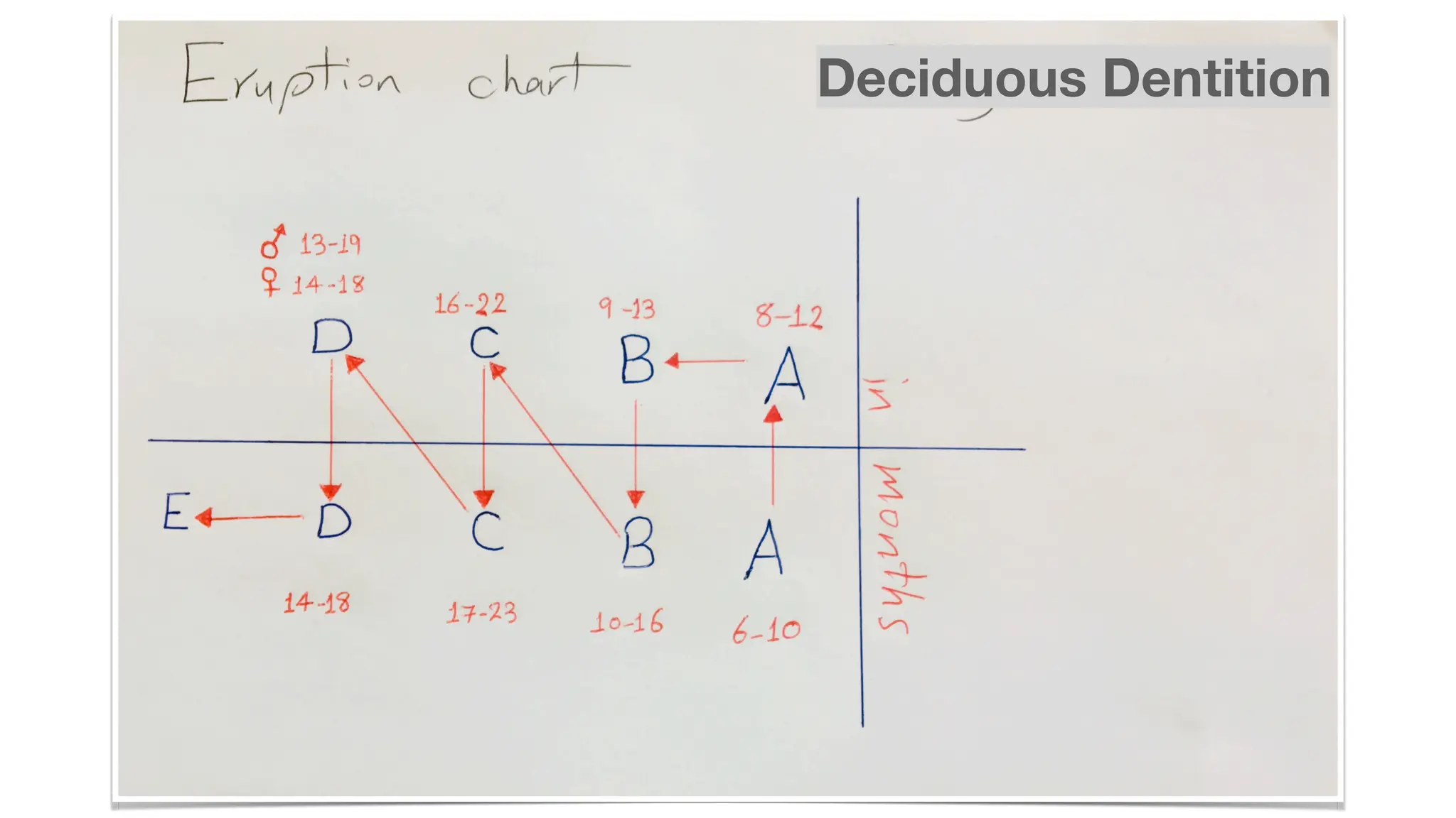Lab.8. A. Eruption Chart Deciduous.pdf