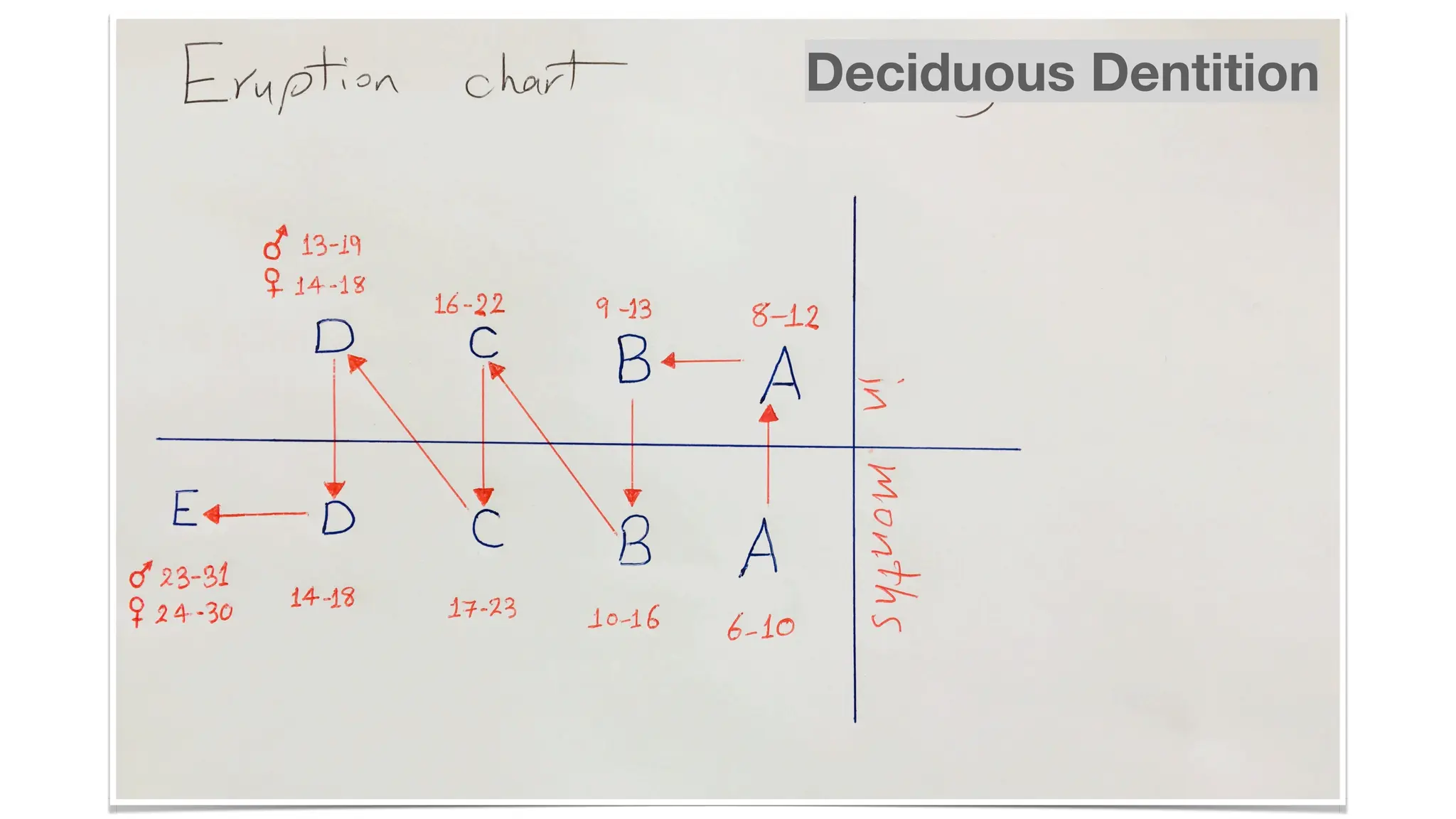 Lab.8. A. Eruption Chart Deciduous.pdf