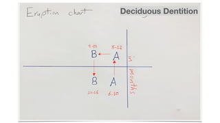 Lab.8. A. Eruption Chart Deciduous.pdf | Free Download