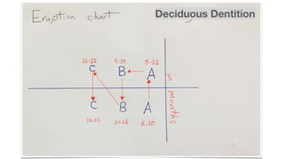 Lab.8. A. Eruption Chart Deciduous.pdf