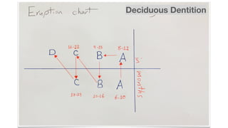 Lab.8. A. Eruption Chart Deciduous.pdf