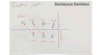 Lab.8. A. Eruption Chart Deciduous.pdf