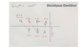 Lab.8. A. Eruption Chart Deciduous.pdf