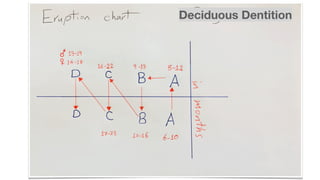 Lab.8. A. Eruption Chart Deciduous.pdf
