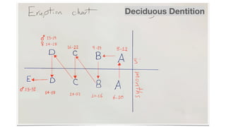 Lab.8. A. Eruption Chart Deciduous.pdf