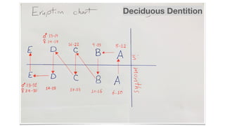 Lab.8. A. Eruption Chart Deciduous.pdf | Free Download