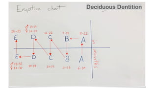 Lab.8. A. Eruption Chart Deciduous.pdf