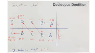 Lab.8. A. Eruption Chart Deciduous.pdf