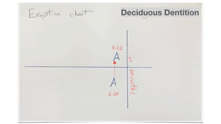 Lab.8. A. Eruption Chart Deciduous.pdf
