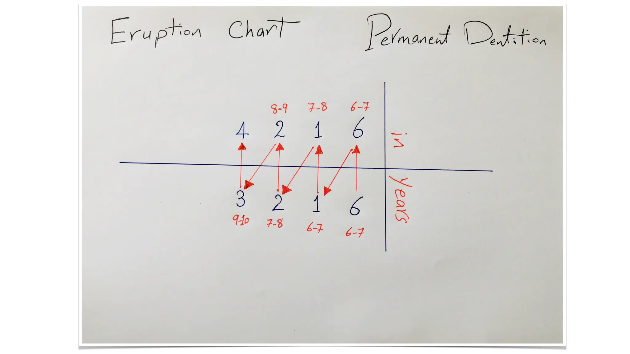 Lab.8. B. Eruption Chart Permanent.pdf | Dental Health | Diseases and ...