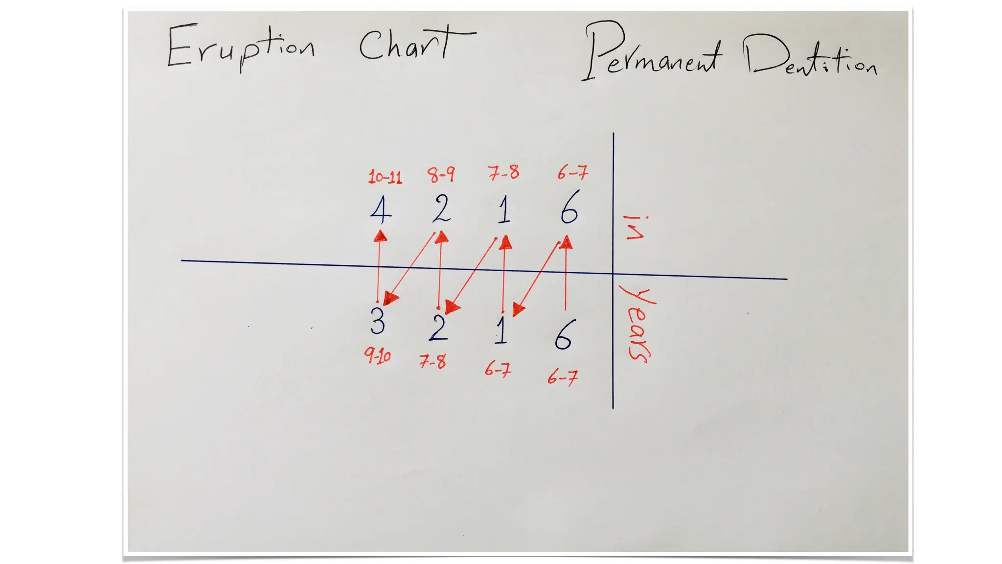 Lab.8. B. Eruption Chart Permanent.pdf | Dental Health | Diseases and ...