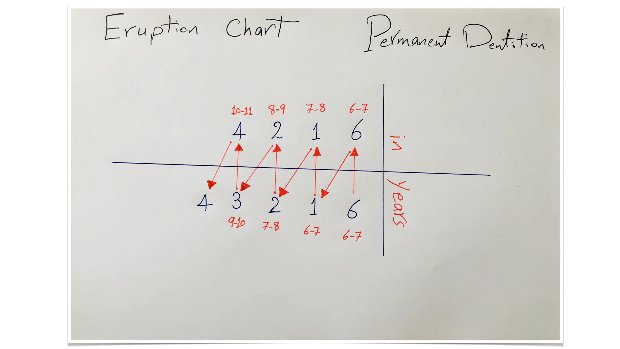 Lab.8. B. Eruption Chart Permanent.pdf | Dental Health | Diseases and ...