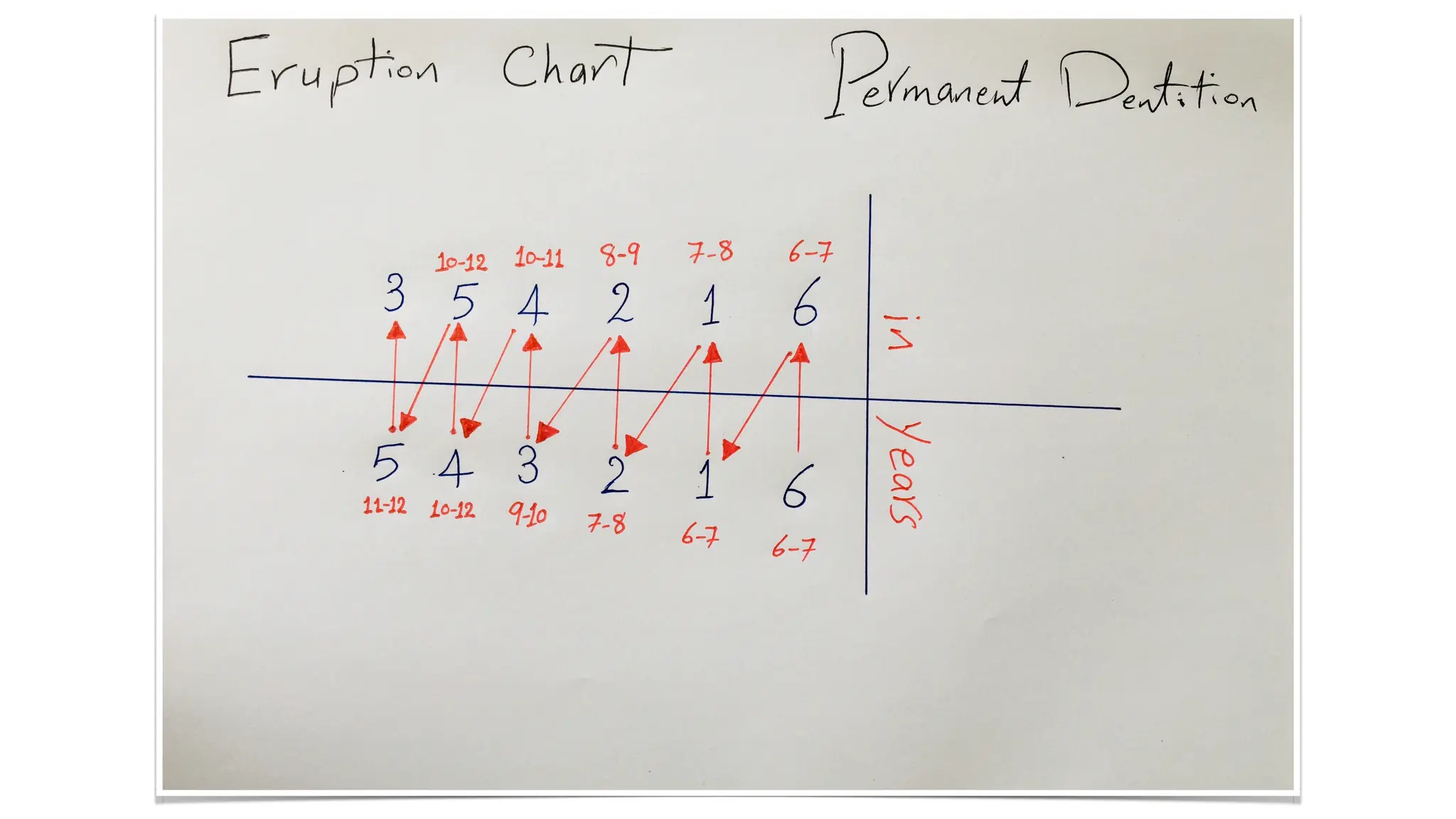 Lab.8. B. Eruption Chart Permanent.pdf | Dental Health | Diseases and ...