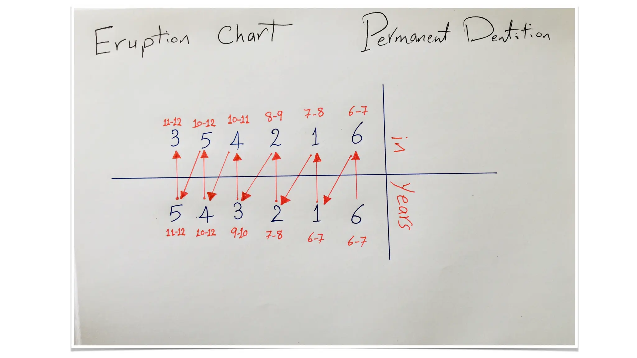 Lab.8. B. Eruption Chart Permanent.pdf | Dental Health | Diseases and ...