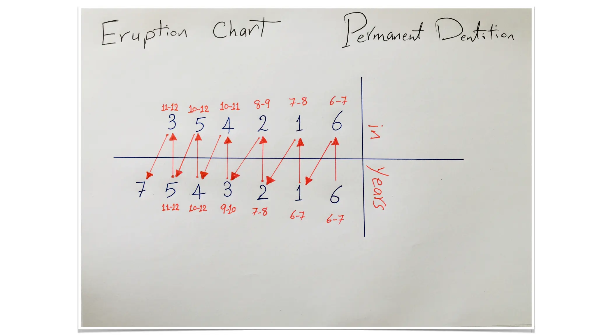 Lab.8. B. Eruption Chart Permanent.pdf | Dental Health | Diseases and ...