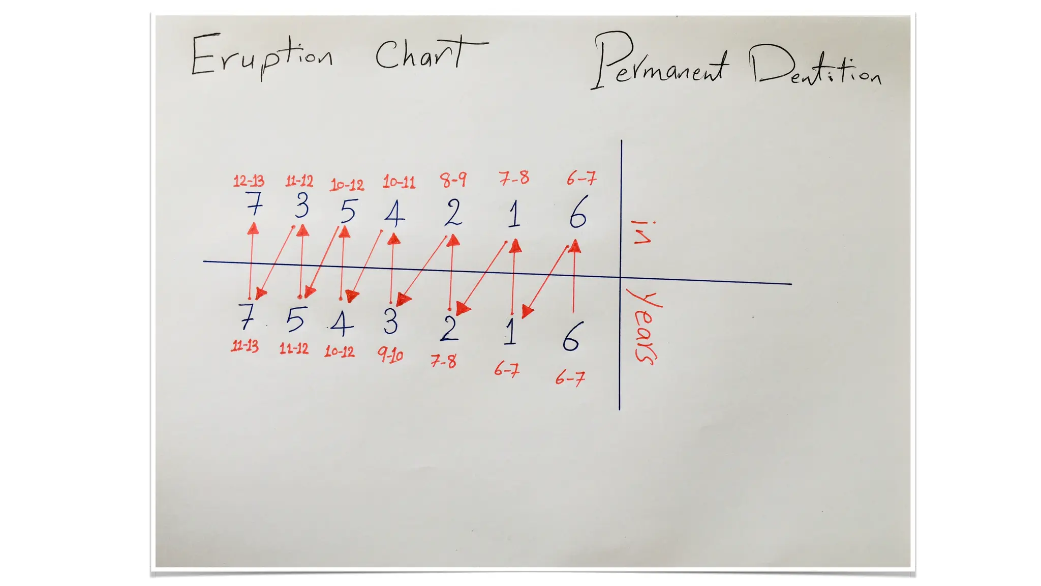Lab.8. B. Eruption Chart Permanent.pdf | Dental Health | Diseases and ...