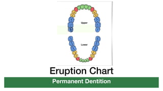 Lab.8. B. Eruption Chart Permanent.pdf