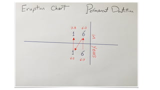 Lab.8. B. Eruption Chart Permanent.pdf
