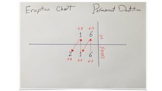 Lab.8. B. Eruption Chart Permanent.pdf