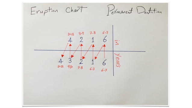 Lab.8. B. Eruption Chart Permanent.pdf | Dental Health | Diseases and ...