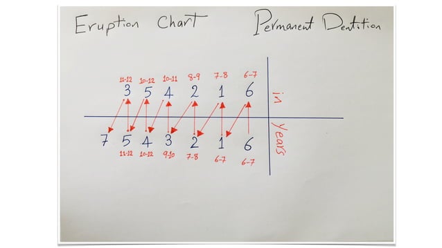 Lab.8. B. Eruption Chart Permanent.pdf | Dental Health | Diseases and ...